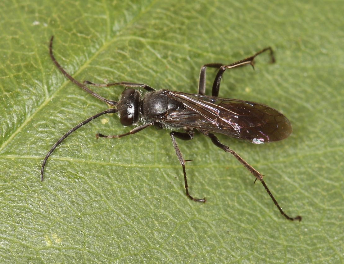 Auplopus carbonarius | BWARS